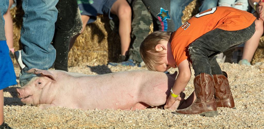 Large crowd gathers for annual pig scramble at Shenandoah County Fair ...