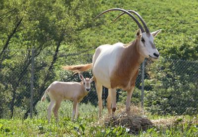 Smithsonian welcomes five scimitar-horned oryx calves | Nvdaily ...