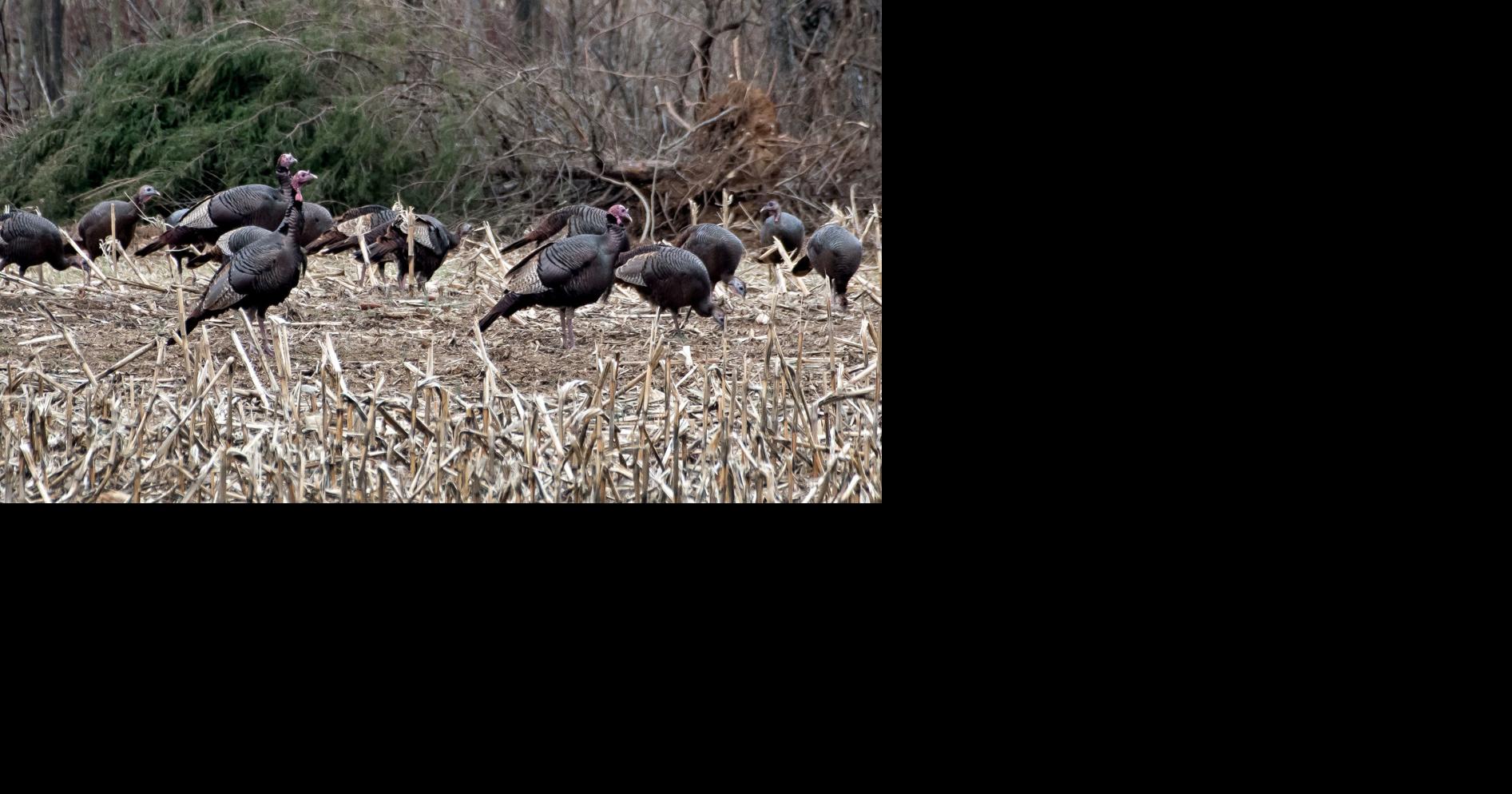 A Rafter Of Wild Turkeys | | nvdaily.com
