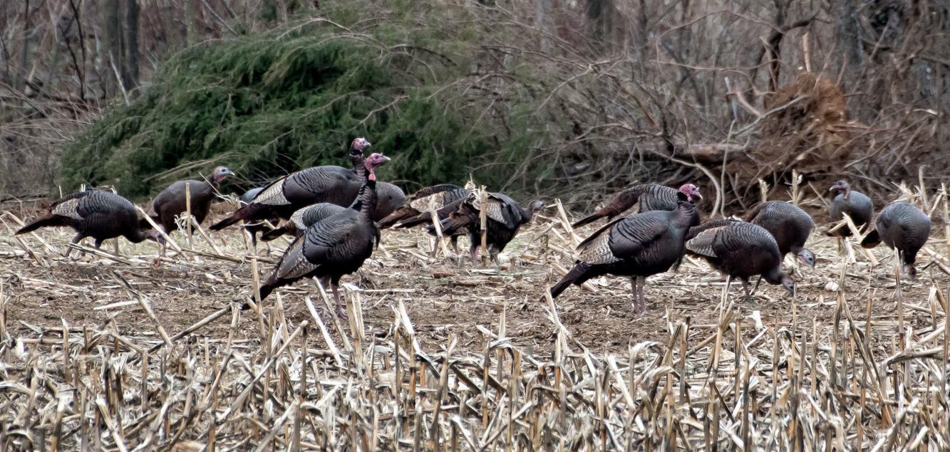 A Rafter Of Wild Turkeys | | nvdaily.com