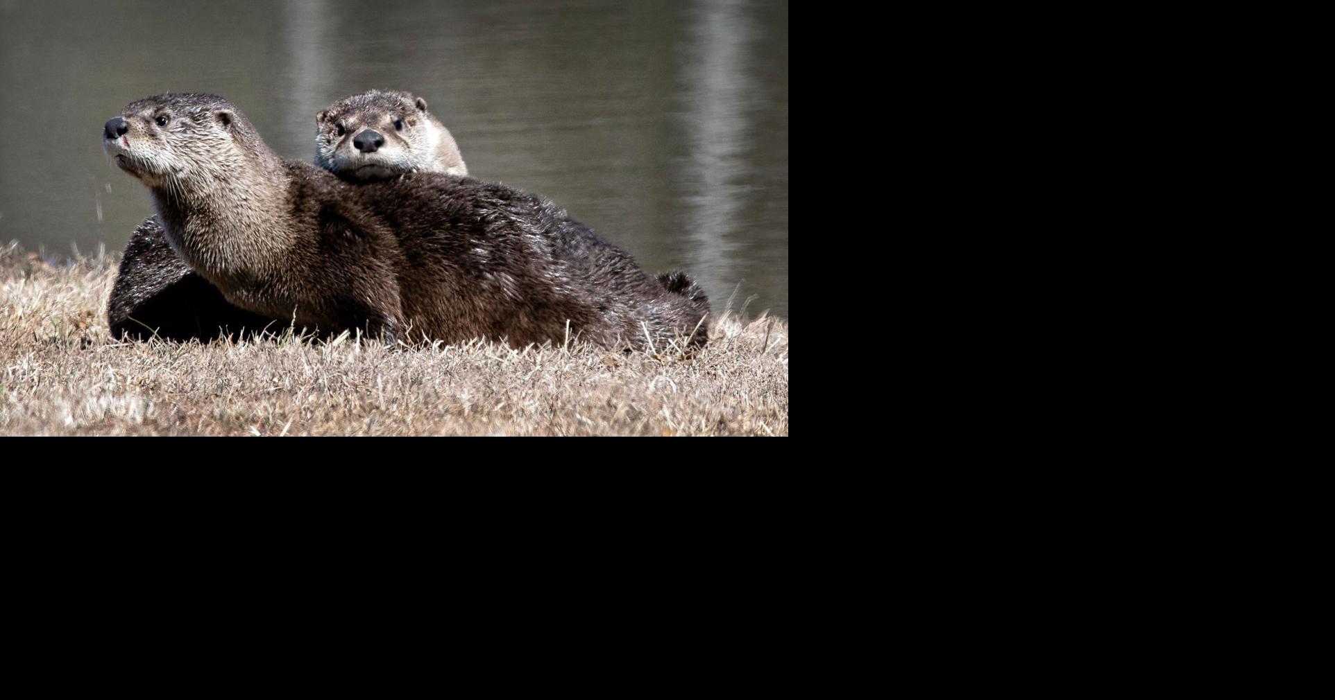 Otter Banks | Nvdaily | nvdaily.com