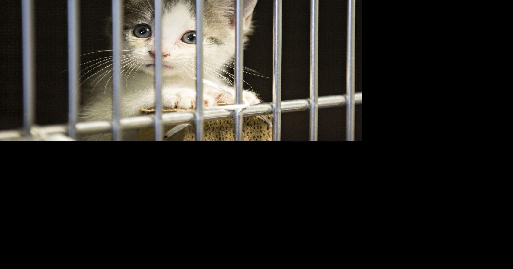 Cats invading your yard? What you can and can’t do about it | Local ...
