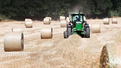 Heat expected to cause hay fields to go dormant as temperatures remain ...