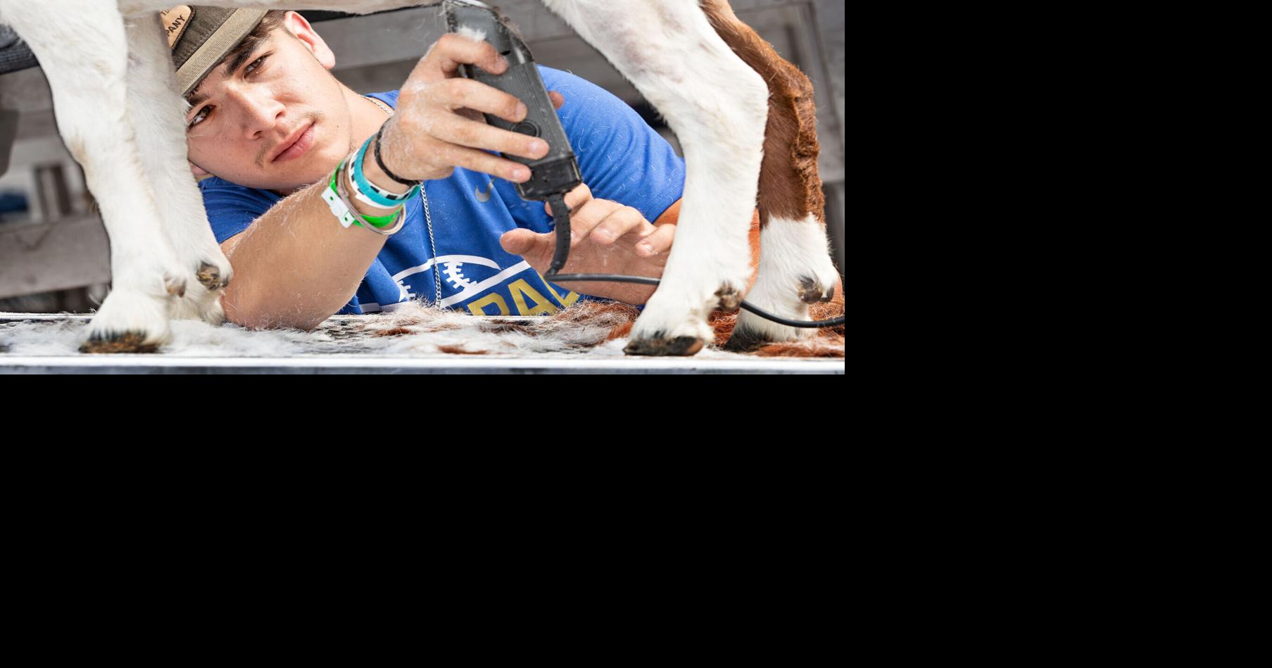 4-H/FFA Goat Show Results | Nvdaily | nvdaily.com