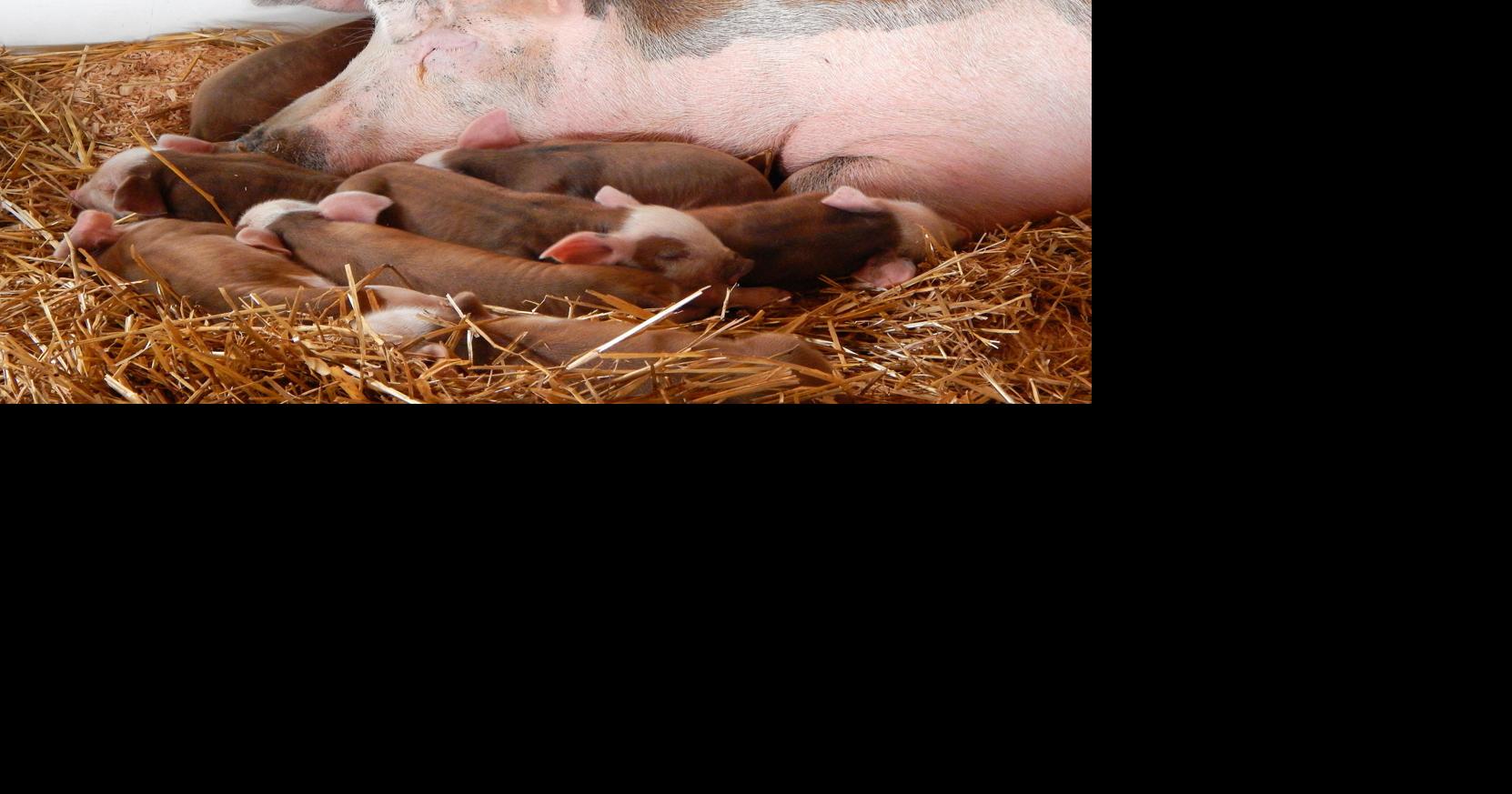 Pig Scramble winners | Lifestyle | nvdaily.com