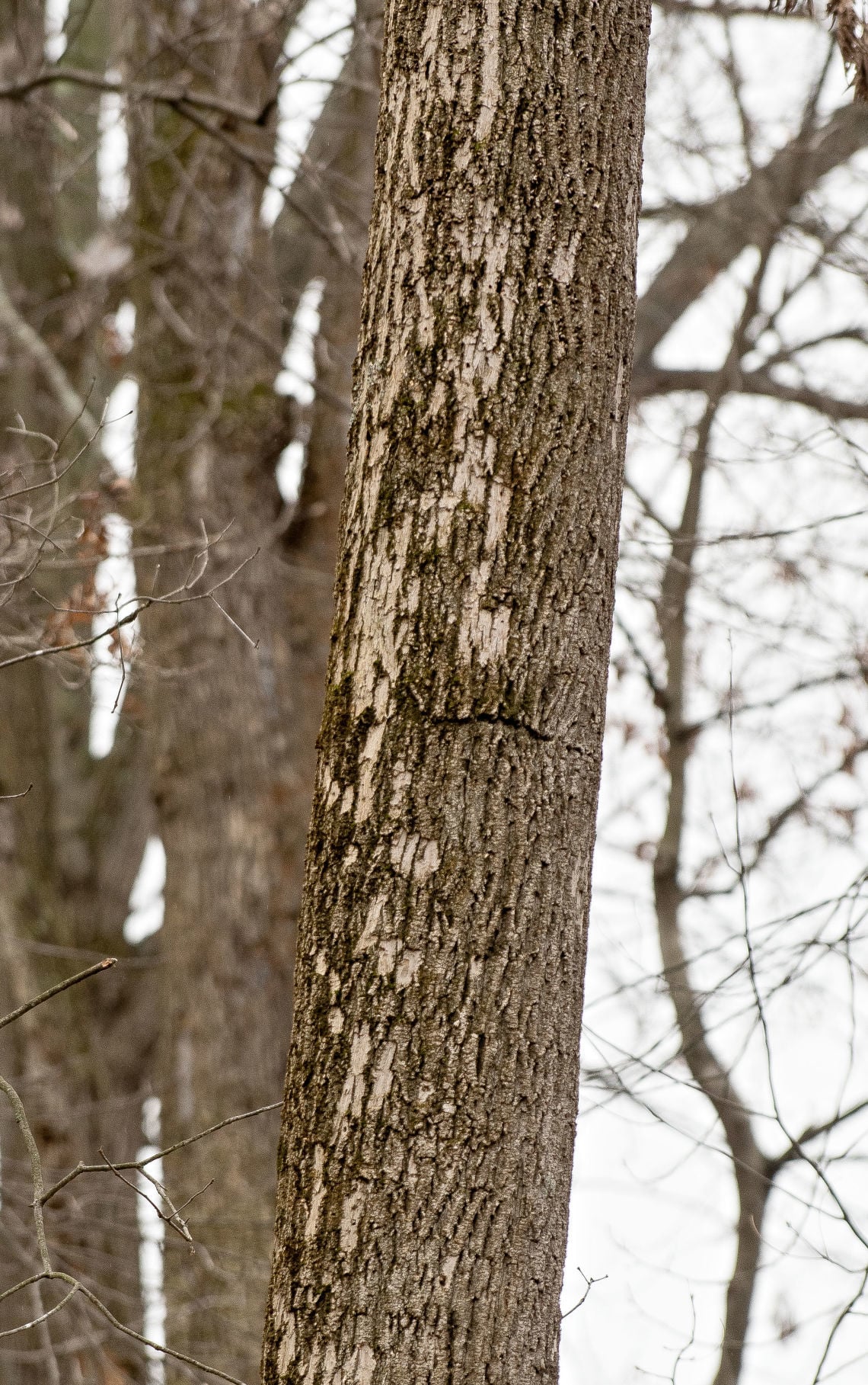 Dead ash trees being removed from county park | Nvdaily | nvdaily.com