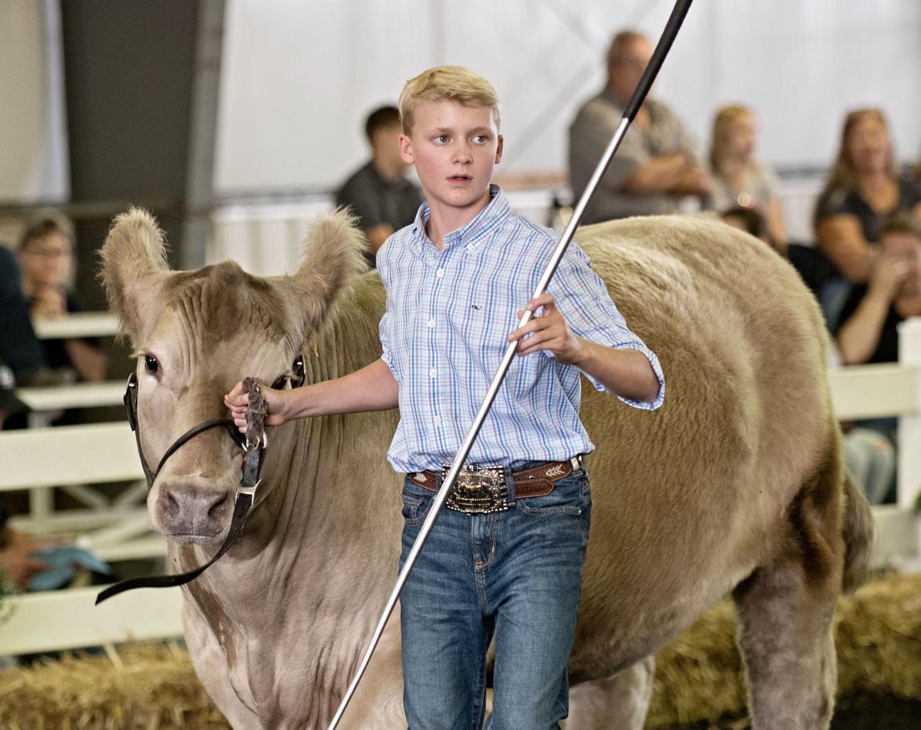 4-H/FFA Livestock Show Results | Nvdaily | nvdaily.com