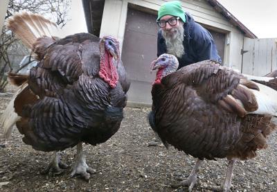 Frederick County animal sanctuary wants pardoned turkeys to have long ...