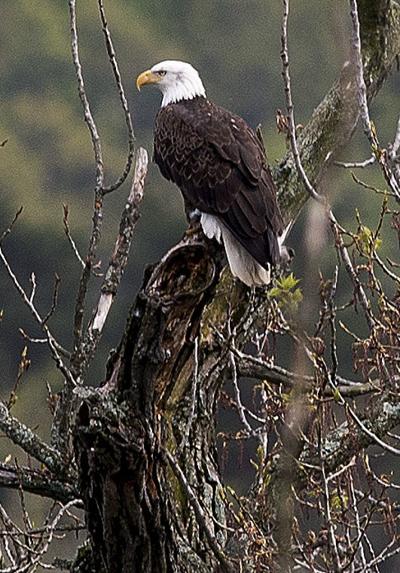 Eagle overlook | Local-news | nvdaily.com