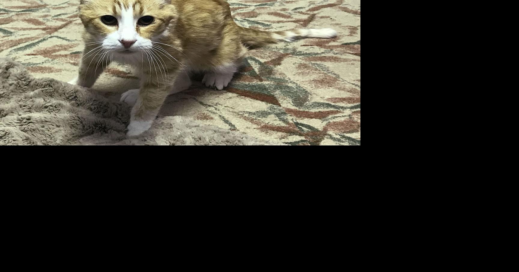 Pet of the Week: Laid-back Baby available at Shenandoah shelter ...