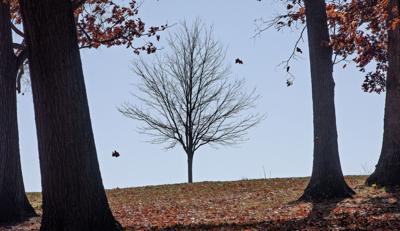 Tumbling Leaves | Featured Stand Alone Photo | nvdaily.com