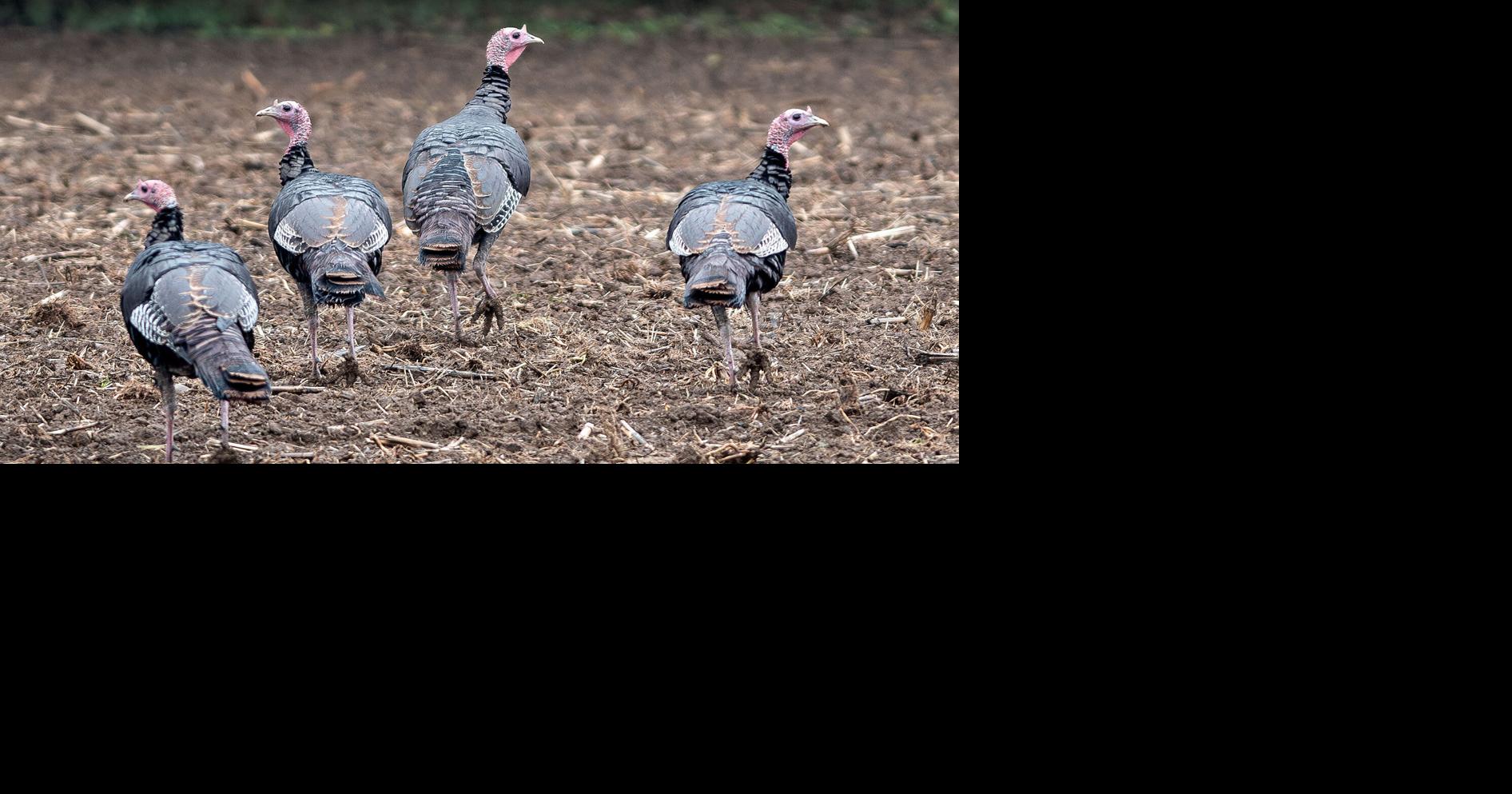 Turkey Trot | Nvdaily | nvdaily.com