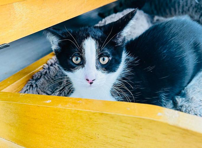 Humane Society of Shenandoah County volunteers share the work of ...