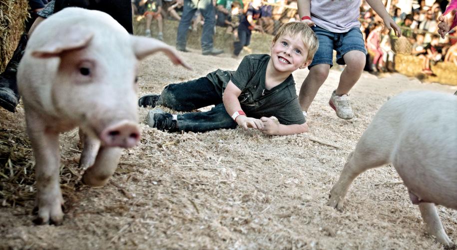 Large crowd gathers for annual pig scramble at Shenandoah County Fair ...