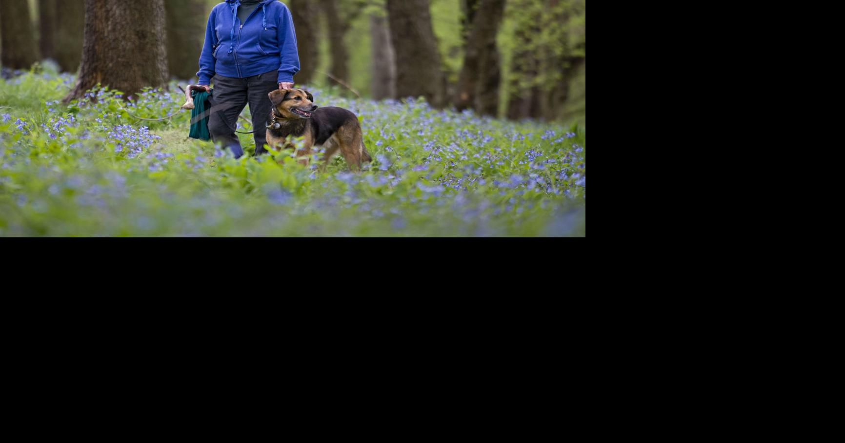 Blooming Bluebells | Front Royal | nvdaily.com