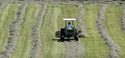 Making Hay In The Hot Sun | Nvdaily | nvdaily.com