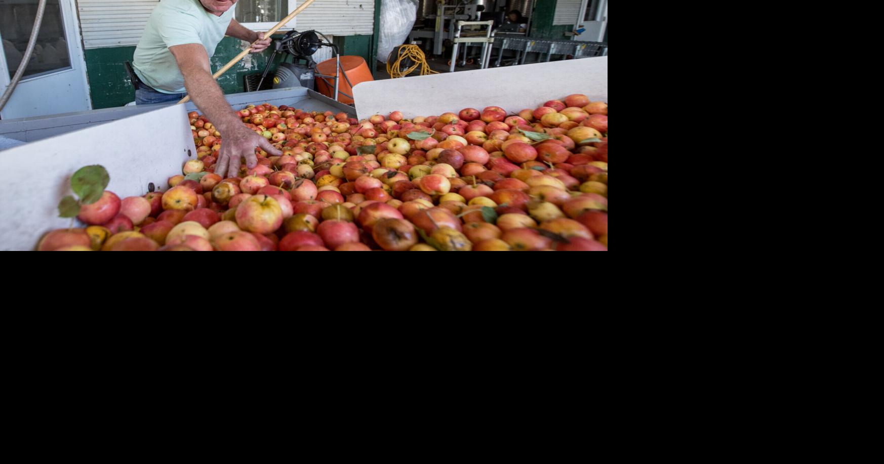 Showalter Orchard starts 50th annual cider season | Nvdaily | nvdaily.com