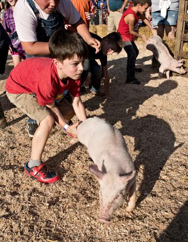 Kids scramble to catch a pig during annual event | Nvdaily | nvdaily.com