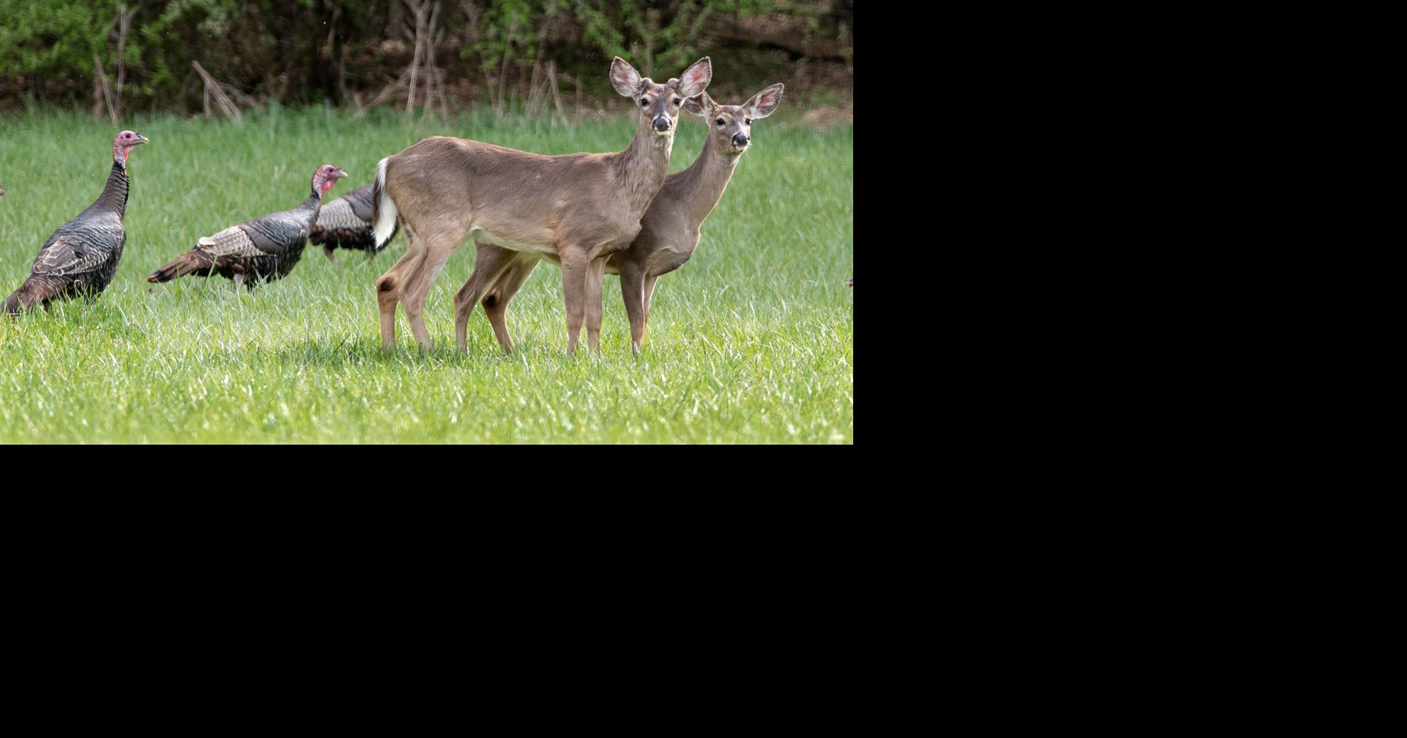 Where The Deer And Turkeys Play | Nvdaily | nvdaily.com