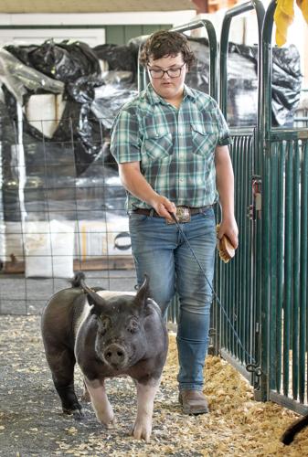 Hard work, love of animals pays off for 4-H hog competition winners ...