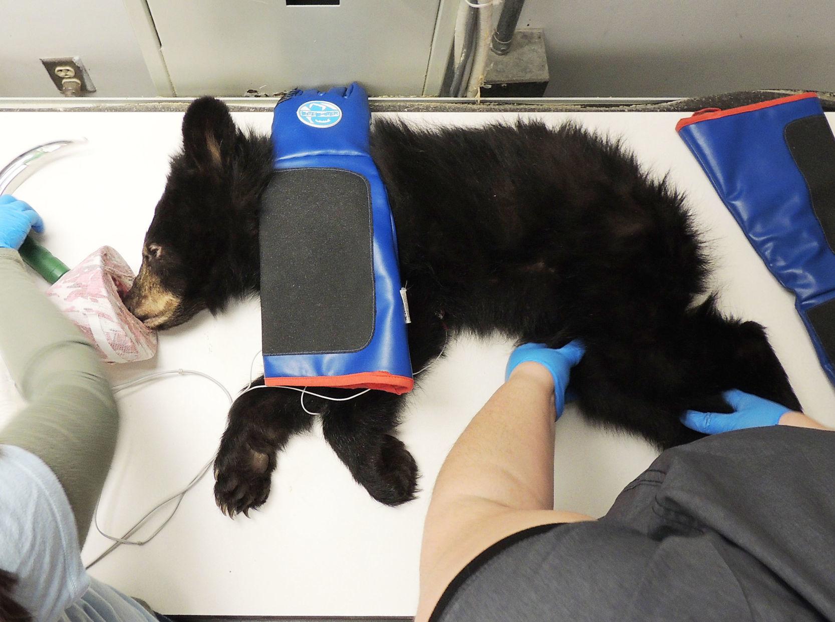 Bear with mange recovering at state wildlife center | Nvdaily | nvdaily.com