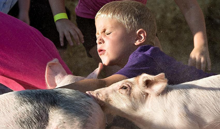 Kids scramble to catch a pig during annual event | Nvdaily | nvdaily.com