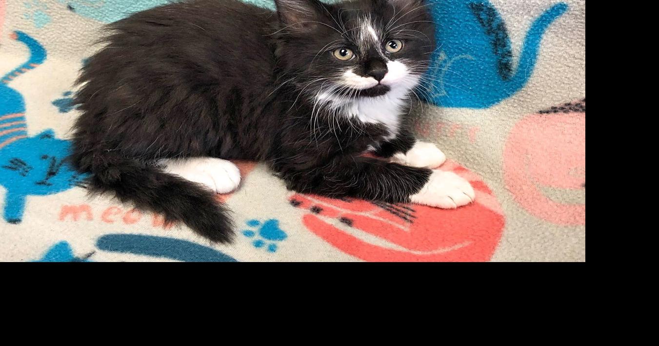 Community News: June 24 | Nvdaily | nvdaily.com