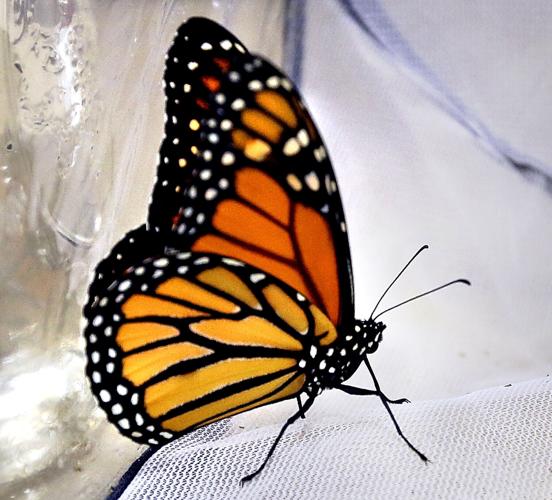 Butterfly guy: Frederick County man aims to boost monarch populations ...