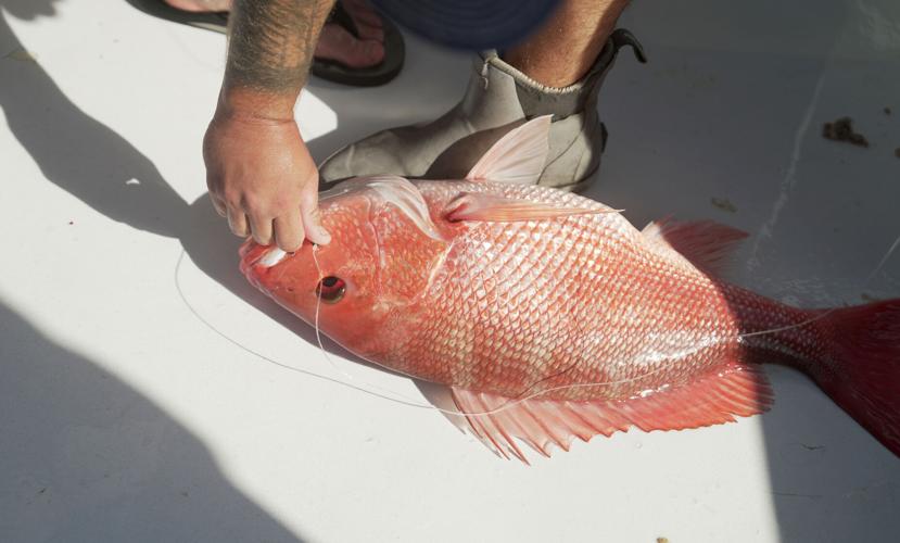 Fishermen prepared for the longest red snapper season in recent memory ...