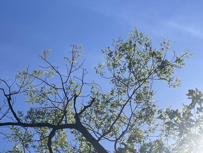 Spongy moth infestation likely worst in decades in region, experts say ...