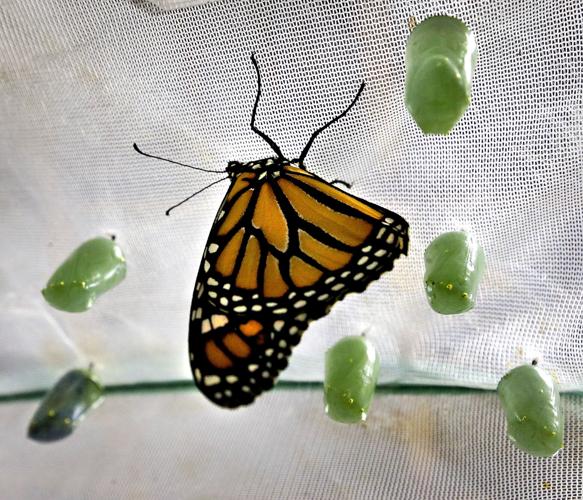 Butterfly guy: Frederick County man aims to boost monarch populations ...