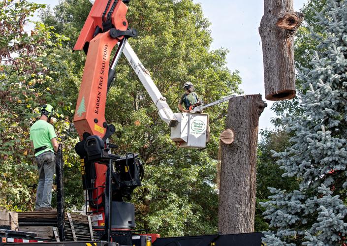 barren tree solutions