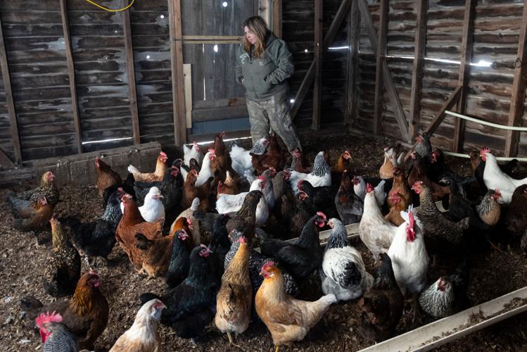 Winter weather creates hard work for livestock farmers | Nvdaily ...