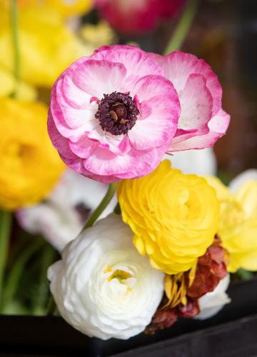 Tiny flower farm brings color to Warren County | Nvdaily | nvdaily.com