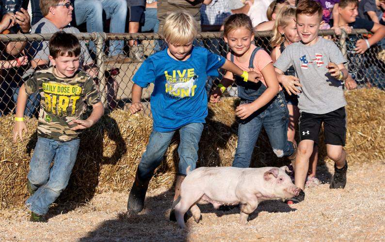 Kids go hog wild at pig scramble at Shenandoah County Fair | Nvdaily ...