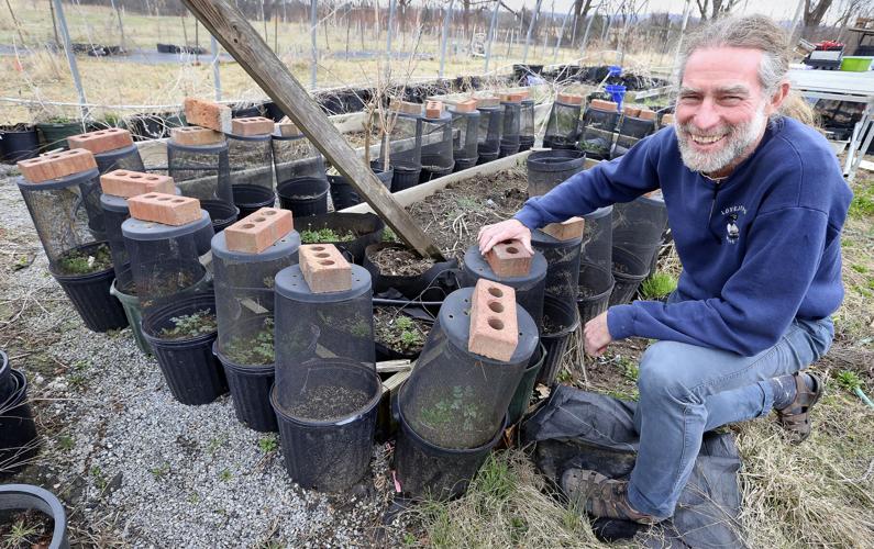 Trouble with the trees: Project aims to revive native butternut ...