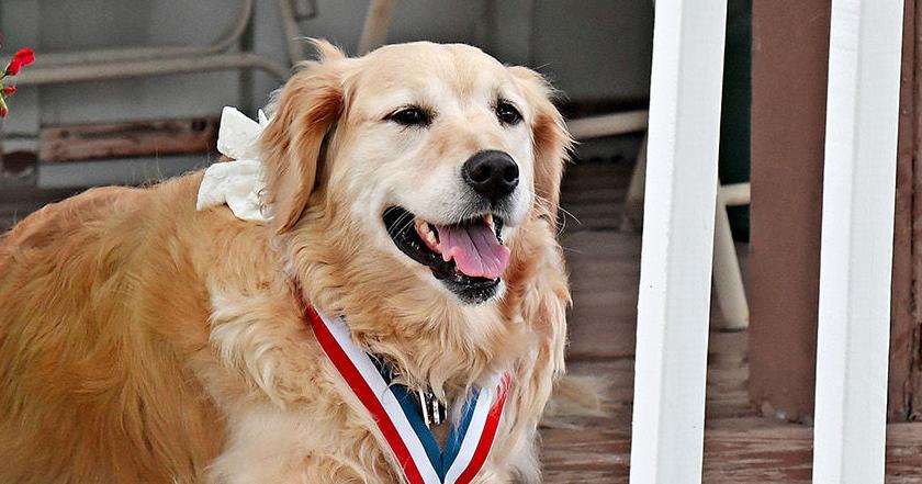 Sheldon dog inducted into IVMA Hall of Fame | News | nwestiowa.com