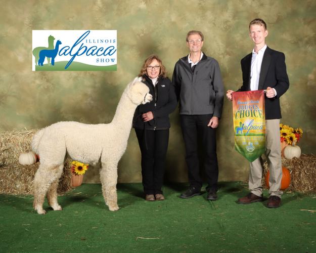 The many shades of alpacas — all with a green tint | Agriculture ...