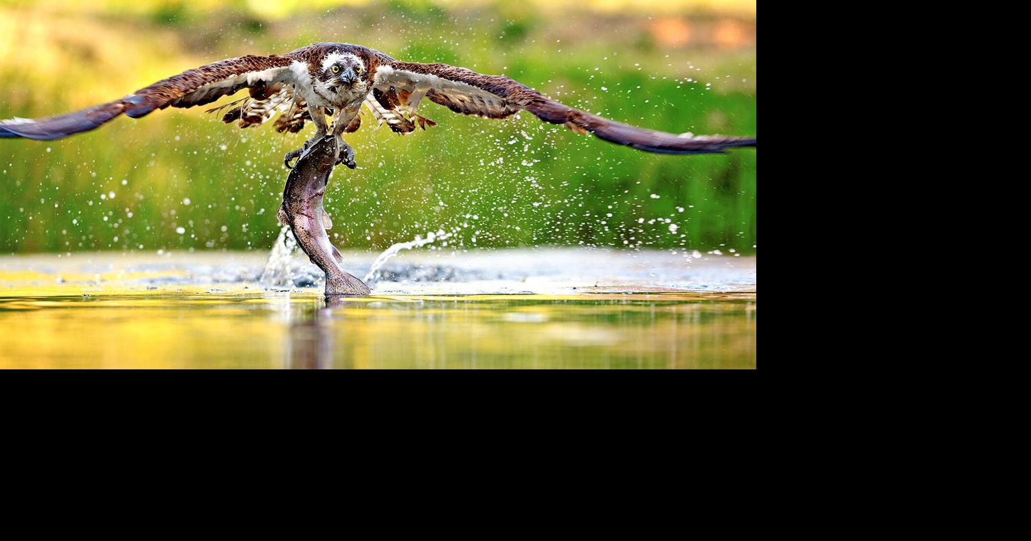 Osprey overhead | Discover | nwestiowa.com