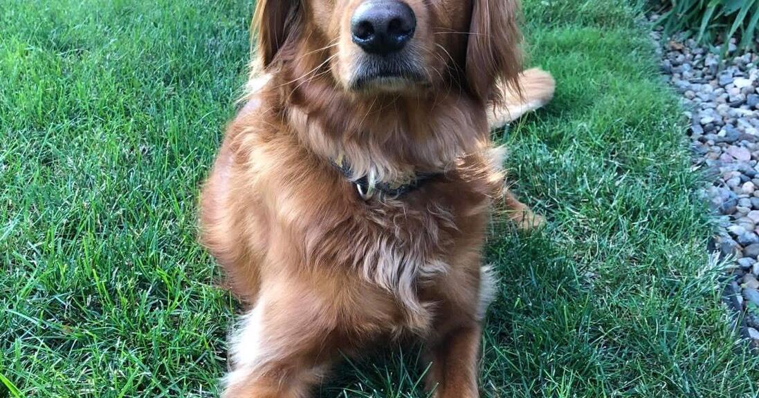 Council vote for dog to be removed from city limits | Hawarden ...