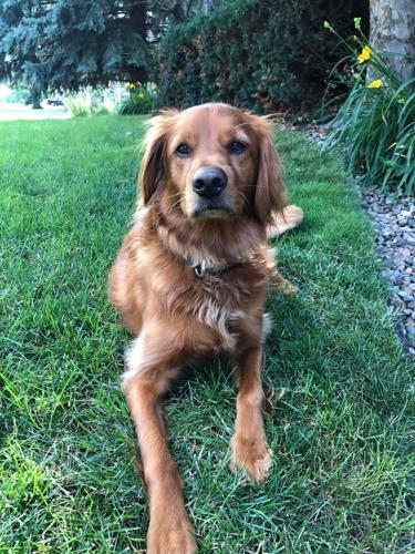 setter somehow limits