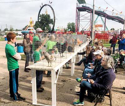 Roosters to crow at Clay County Fair | News | nwestiowa.com