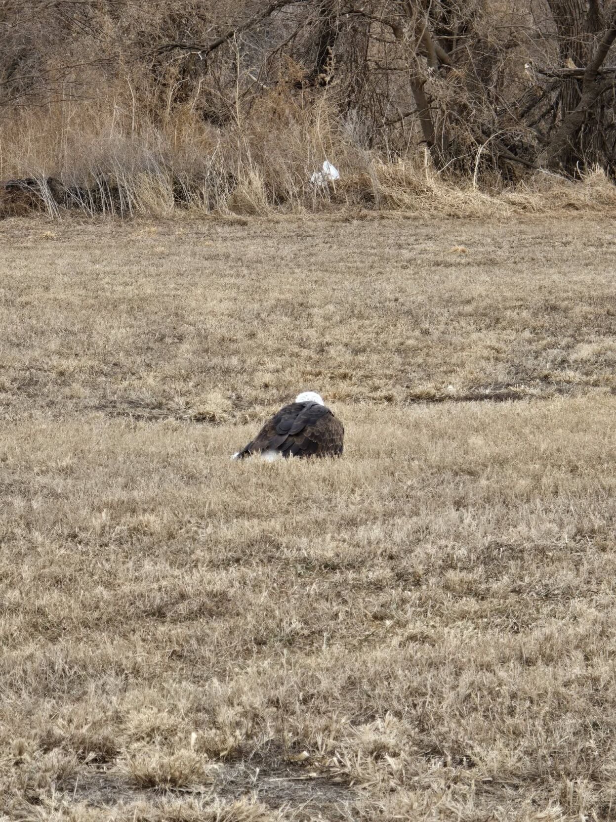 Injured bald eagle found in Le Mars | Sentinel | nwestiowa.com
