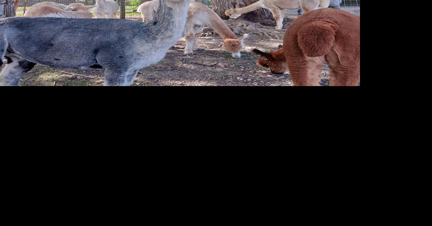 The many shades of alpacas — all with a green tint | Agriculture ...