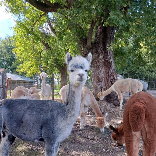 The many shades of alpacas — all with a green tint | Agriculture ...