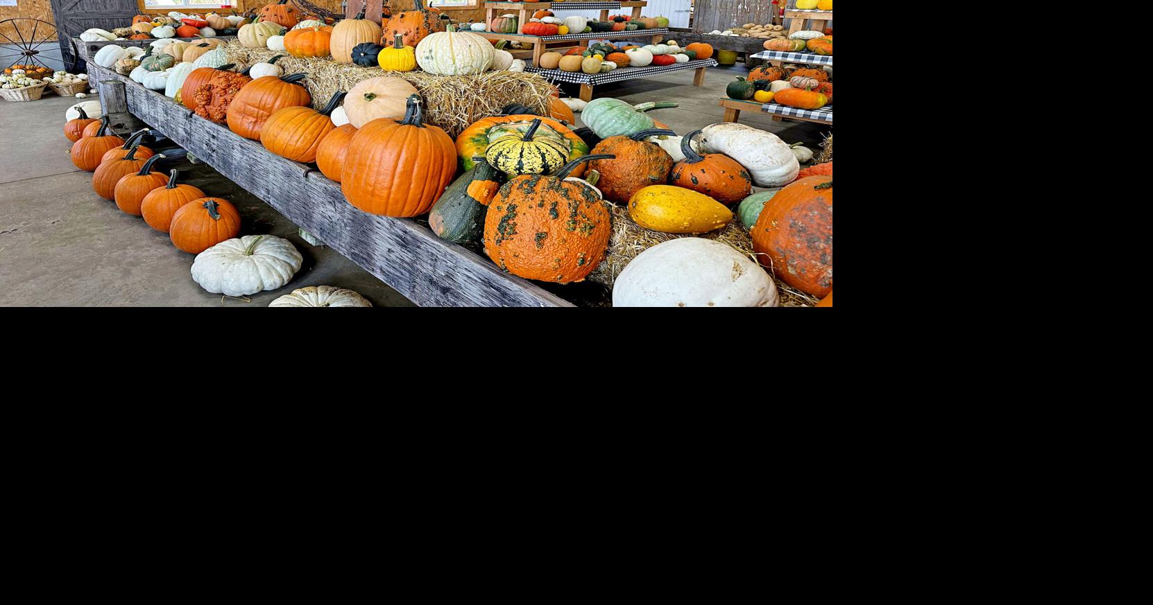 Packed with pumpkins | Discover | nwestiowa.com