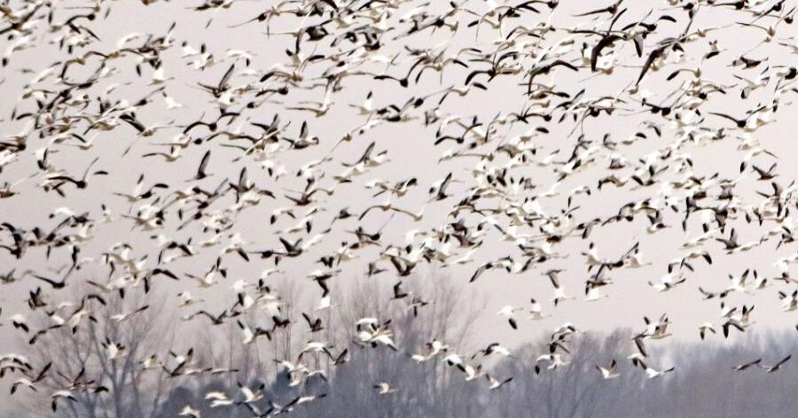 Iowa crucial spot for migratory birds each spring | Hawarden ...