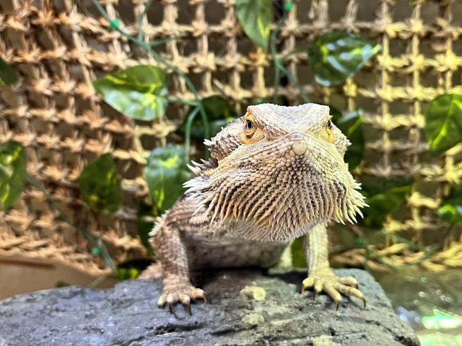 Animals on parade | Discover | nwestiowa.com