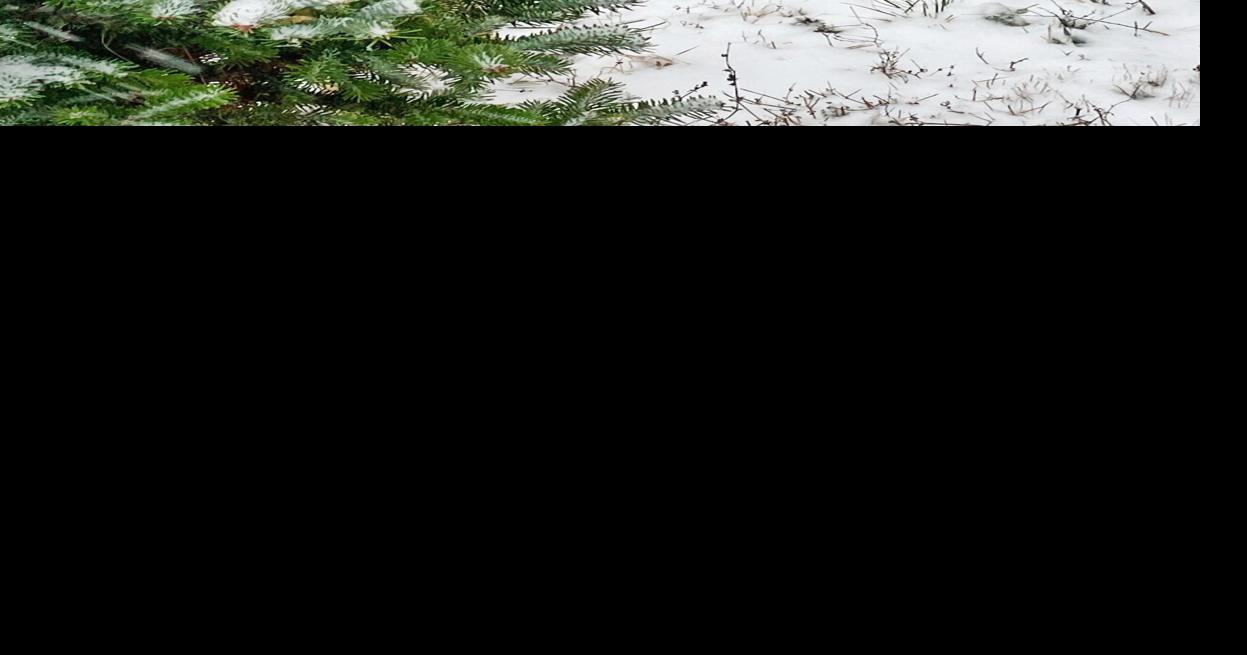 Trim the tree | Discover | nwestiowa.com