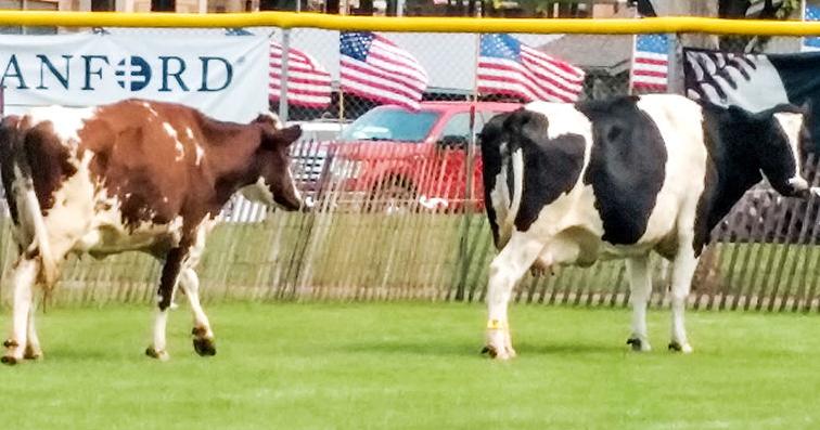 Cow Patty Bingo part of Celebration Days | News | nwestiowa.com